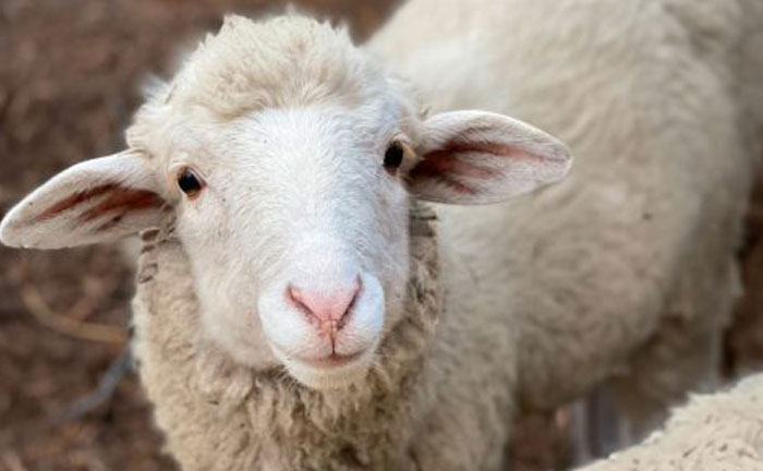 Australia to End Live Sheep Export - True Challenge